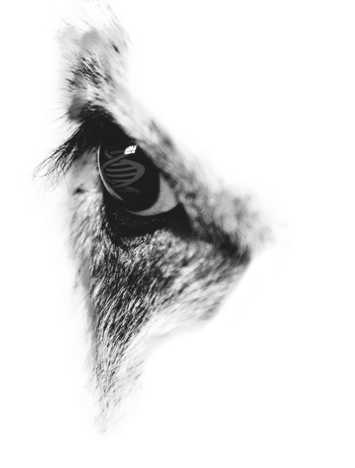 Homepage - Belgian Blue Group